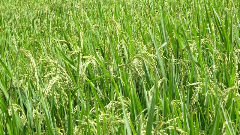 The Ear of Rice Swaying by Wind in Paddy Rice Field Under the Warm ...