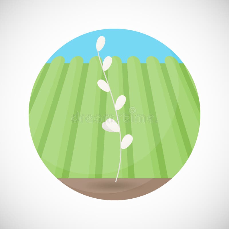 Ear of Rice Vector Flat Icon Stock Illustration - Illustration of pure ...