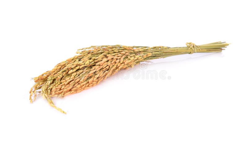 Ear of Rice on White Background Stock Image - Image of pile, grain ...