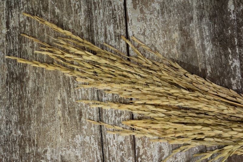 Ear of rice stock image. Image of cereal, health, grain - 41198175