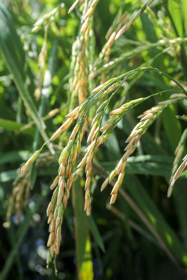 Ear of rice stock photo. Image of plant, autumn, food - 234151268