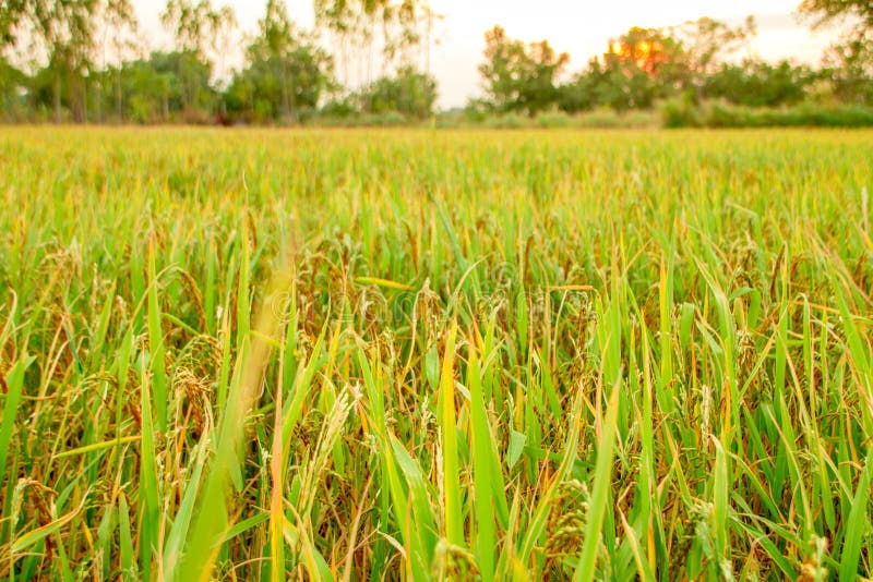 Ear of Rice, Young Ear of Rice in the Rice Field, Rice Field on ...