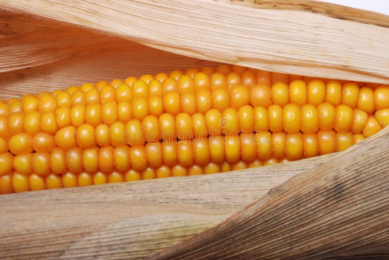 Corn 2 stock image. Image of country, kernel, fall, chemical - 763303