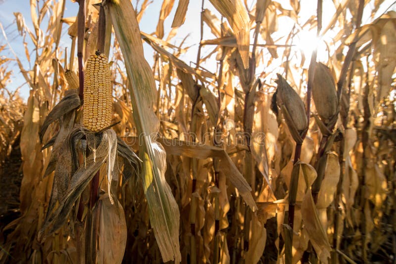 Ripe Corn, the Sunrays through Dry Leaves Stock Photo - Image of corn ...
