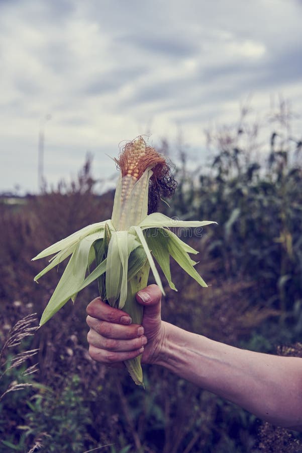 An Ear of Ripe Corn in a Man S Hand Against a Cloudy Sky. Stock Image ...