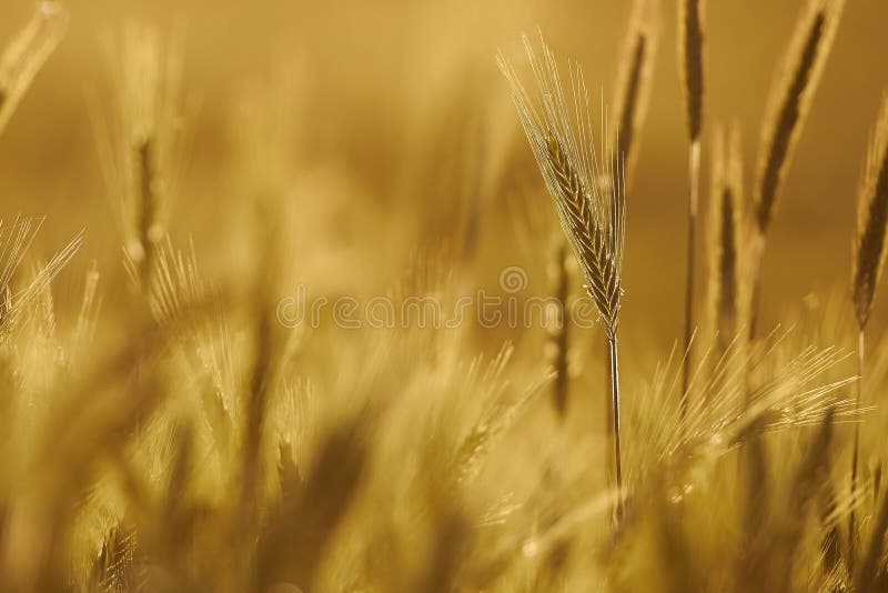 Stalk of rye stock image. Image of ripening, straw, agriculture - 43462215