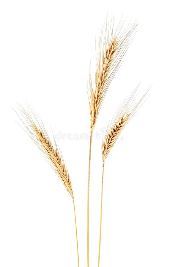 Paddy Yellow Rice Plant Isolate on White Background Stock Image - Image ...