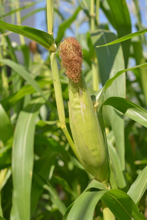 Ear sweet corn stock photo. Image of nature, macro, fertile - 64871724