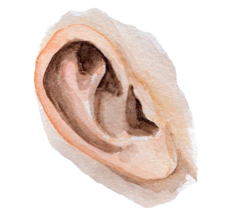 Watercolor Ear Stock Illustrations – 8,520 Watercolor Ear Stock ...