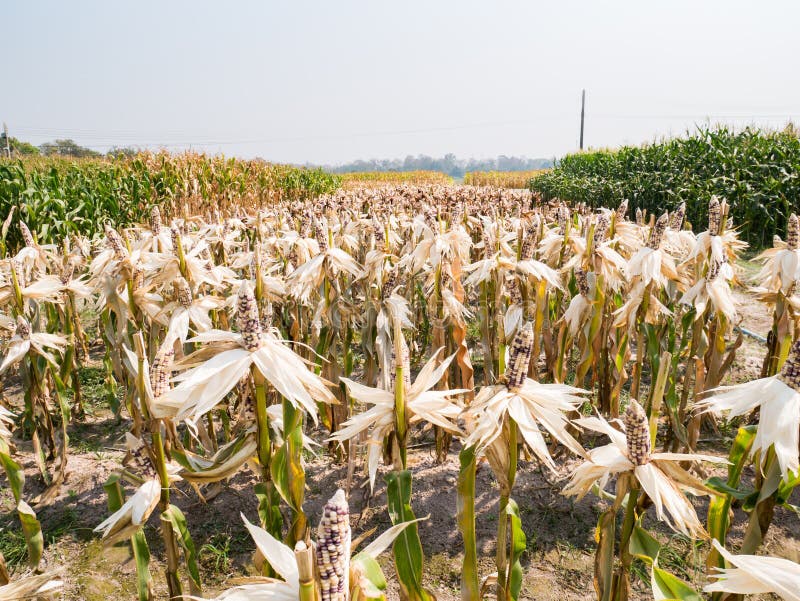 Ear of Waxy Corn in Corn Field Stock Photo - Image of ripe, farming ...