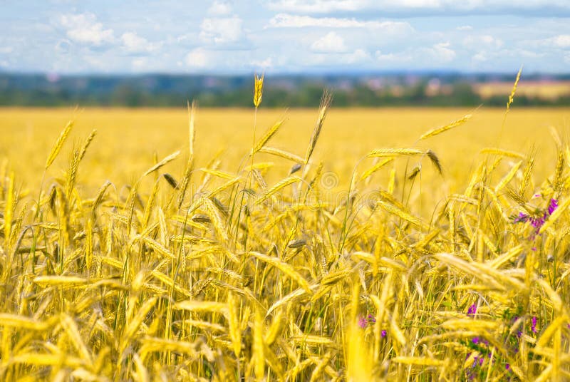 Ear of rice stock image. Image of yellow, lijiang, walk - 5837457