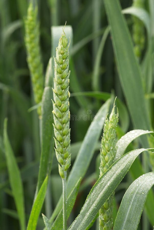 Ear of wheat stock image. Image of meadow, growing, vertical - 5398455