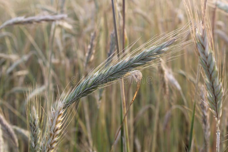 Ear of Wheat Close-up. Growing Bread Grain Wheat Summer Season Stock ...