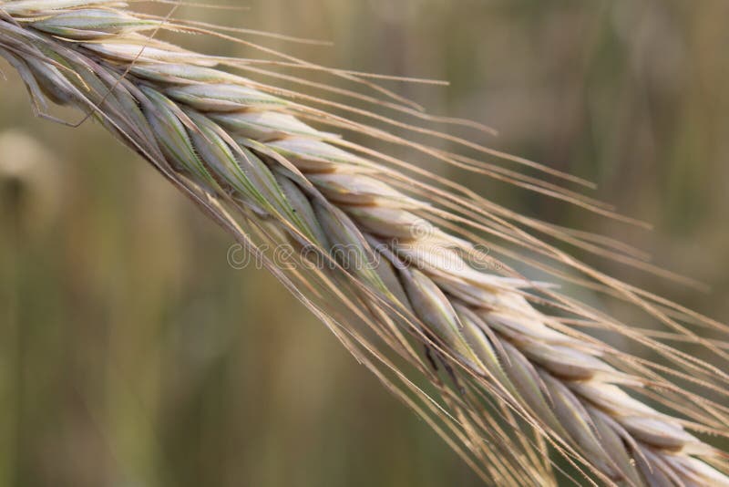 Ear of Wheat Close-up. Growing Bread Grain Wheat Summer Season Stock ...