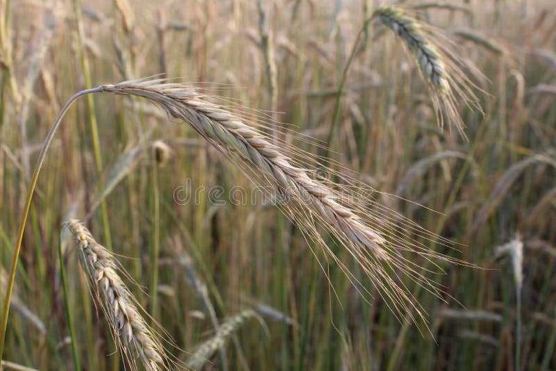 Ear of Wheat Close-up. Growing Bread Grain Wheat Summer Season Stock ...