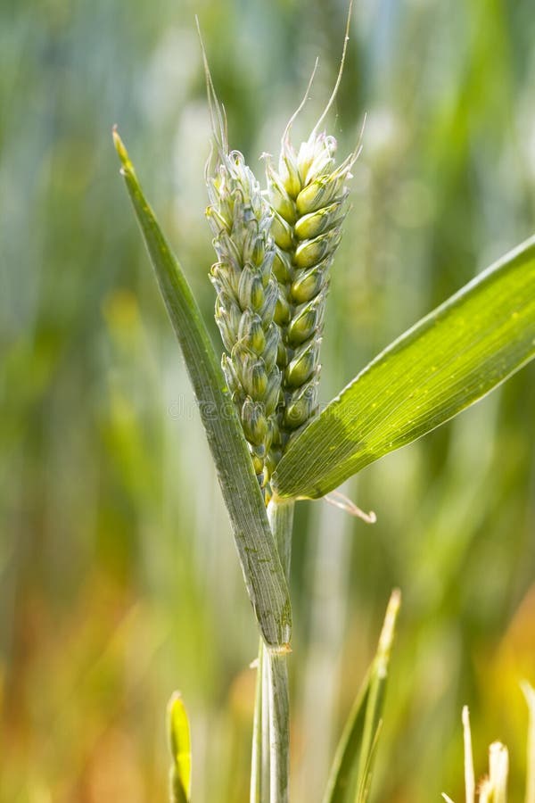 Ear of Wheat Growing in a Field, Macro Stock Photo - Image of outdoors ...
