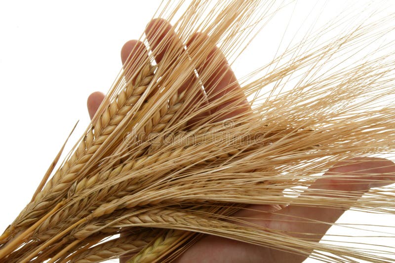 Wheat ear stock vector. Illustration of ears, object - 34459499