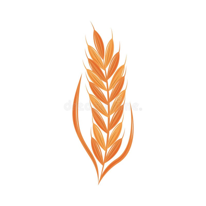Ear of wheat stock vector. Illustration of organic, wheat - 357594282