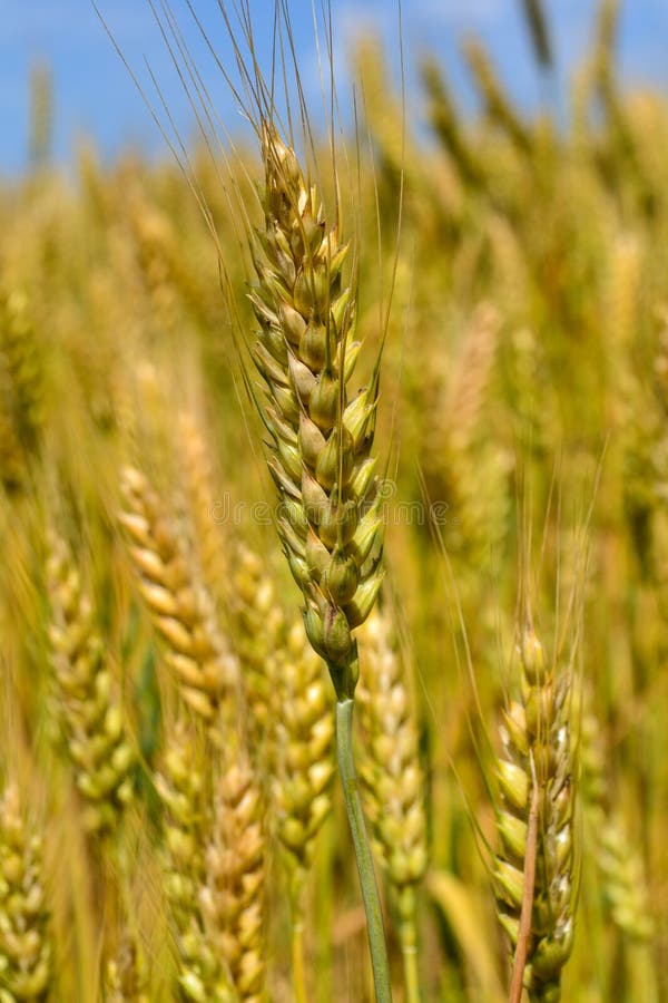 Ear wheat stock image. Image of background, food, agronomy - 57689159