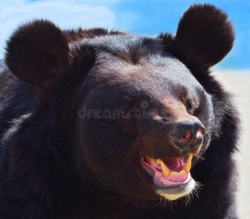 Eared bear stock image. Image of wild, anger, fang, fighting - 62799671