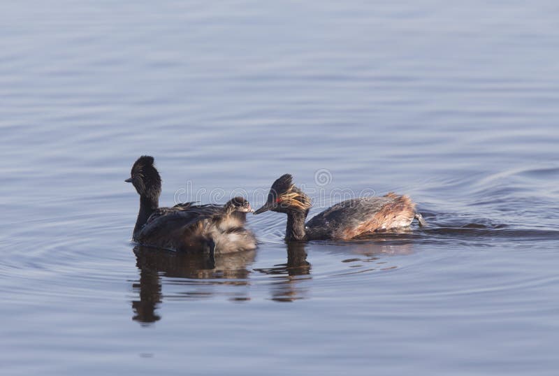 Eared Grebe stock photo. Image of black, great, animal - 23317588