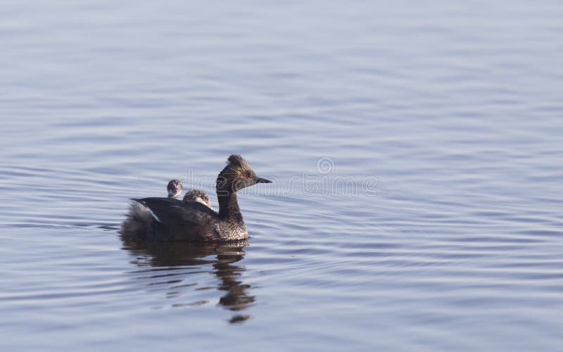 Eared Grebe with Babies stock image. Image of canada - 58673305