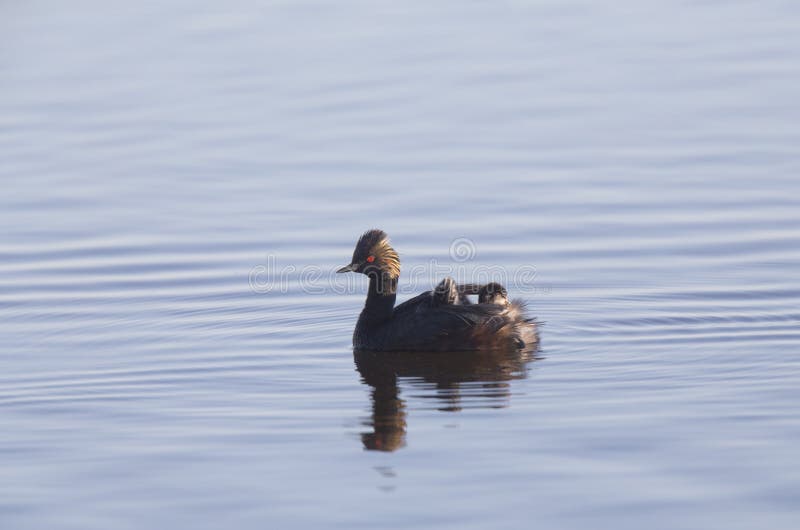 Eared Grebe stock photo. Image of black, great, animal - 23317588