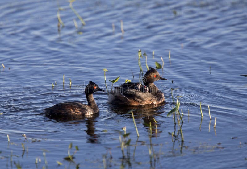 Eared Grebe stock photo. Image of black, great, animal - 23317588