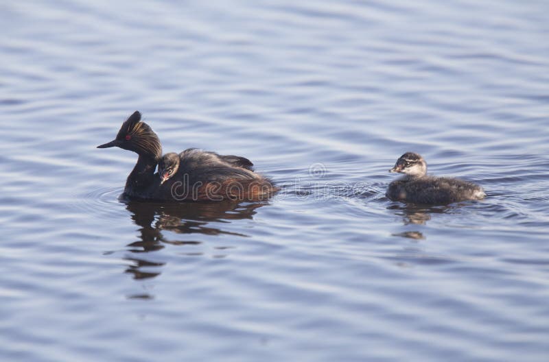 Eared Grebe with Babies stock photo. Image of grebe, outdoors - 58673612