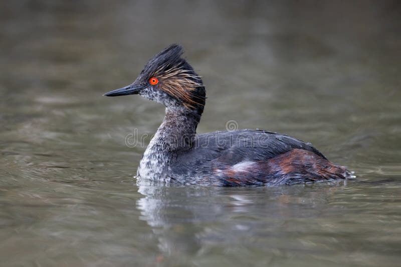 Eared Grebe stock photo. Image of black, great, animal - 23317588