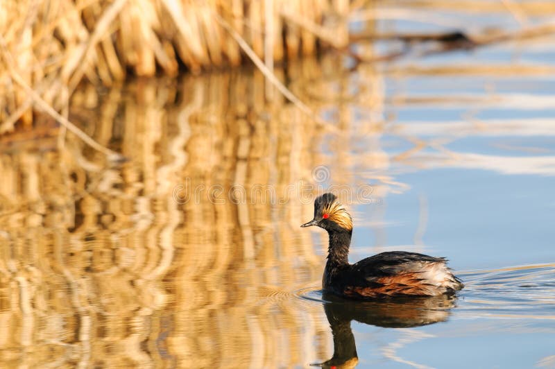 Eared Grebe (Podiceps Nigricollis) Stock Image - Image of flying ...