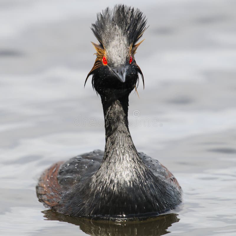 Eared Grebe stock photo. Image of black, great, animal - 23317588
