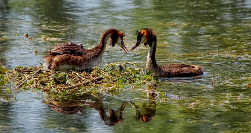 Eared grebes stock photo. Image of marsh, horned, reflection - 49028194