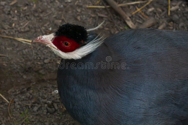 Eared Pheasant Head. Close-up Photography Stock Photo - Image of ...