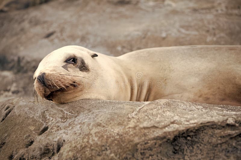Eared Seal Marine Mammal Animal Lying on Rock Stock Photo - Image of ...