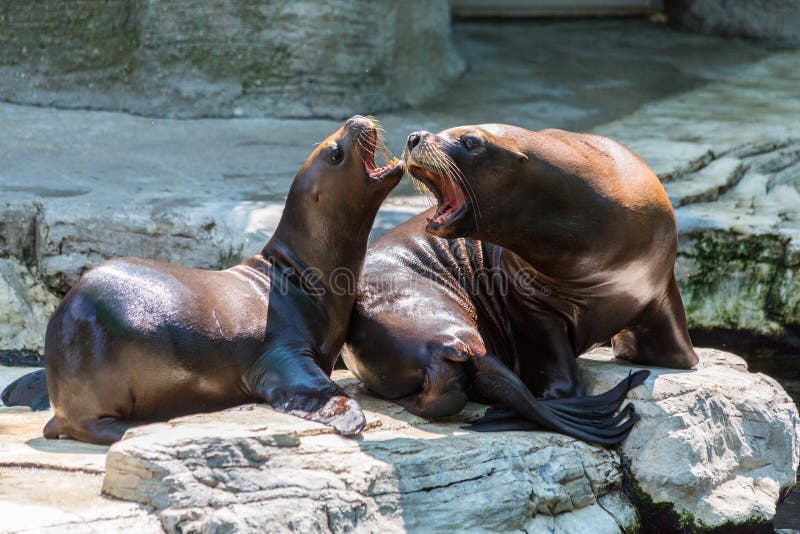 Eared Seal or Otariid Mammal on a Rock Stock Photo - Image of nature ...