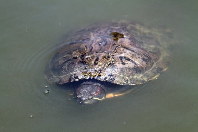 A Eared Turtle in a Murky Water Stock Photo - Image of freshwater ...