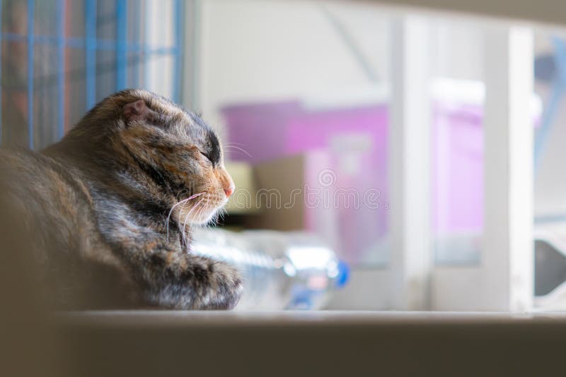 The Earless Cat Sat with Eyes Closed Stock Image - Image of look ...
