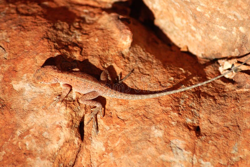 Earless Dragon (Tympanocryptis Cephalus) Stock Image - Image of ...