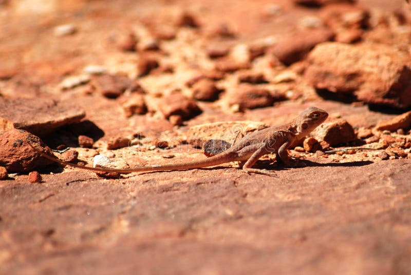 Earless Dragon (Tympanocryptis Cephalus) Stock Image - Image of ...