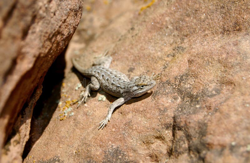 Lizard Picture. Image: 223798