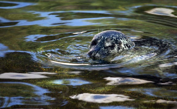 Earless seal. stock image. Image of eyes, earless, swimming - 21904815