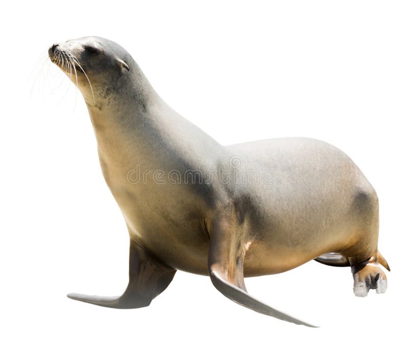 2+ Earless seal Free Stock Photos - StockFreeImages