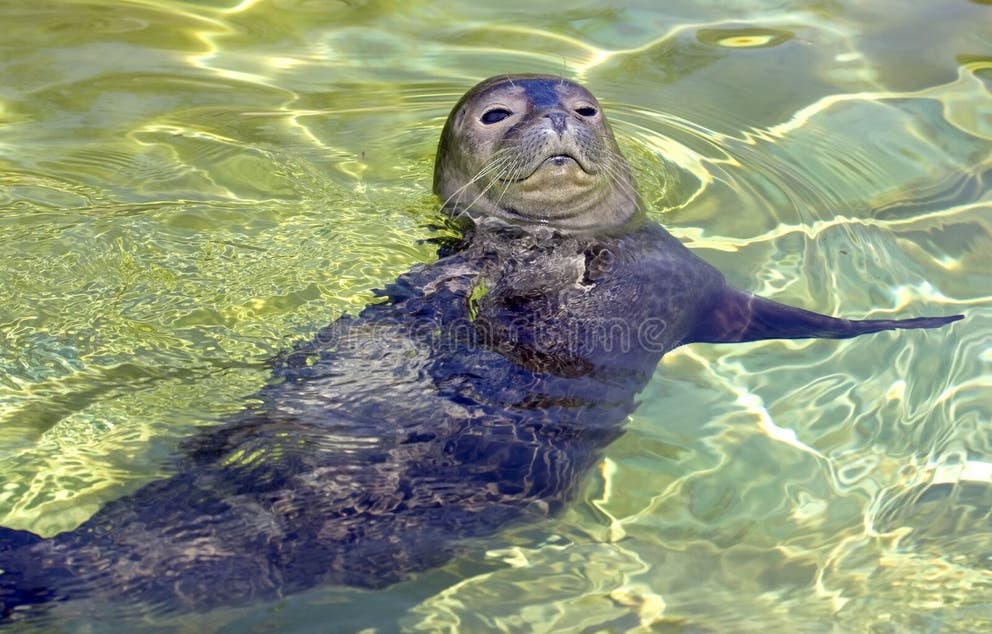 Earless seal pup stock image. Image of animal, baby, details - 13973163
