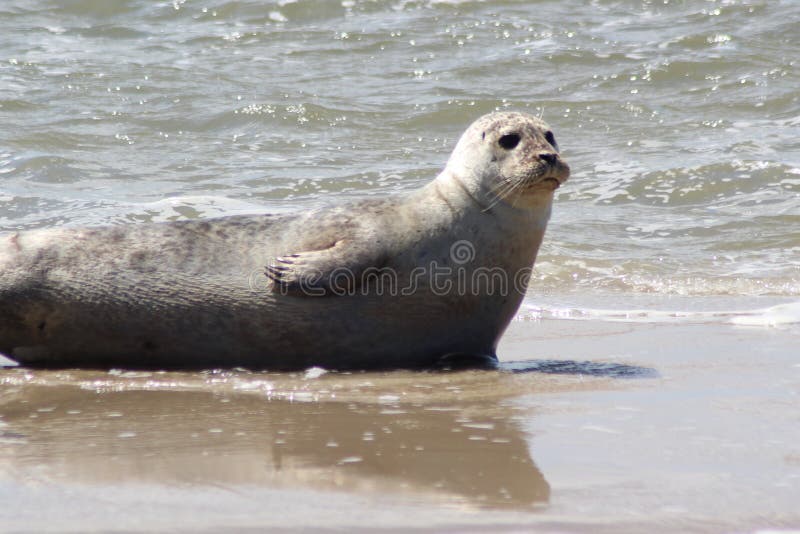 Earless Seals stock photo. Image of true, island, islands - 196907952