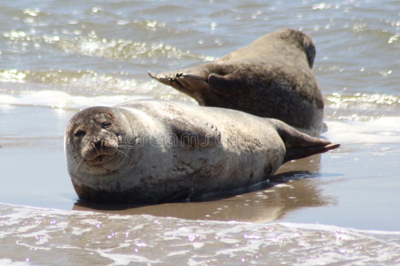 Earless Seals stock image. Image of life, phocidae, reflection - 196907993