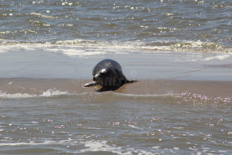 Earless Seals stock photo. Image of pinnipedia, animals - 196908102