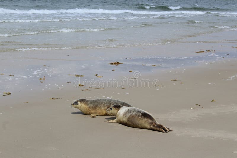 Earless Seals stock image. Image of north, animal, animals - 196907413