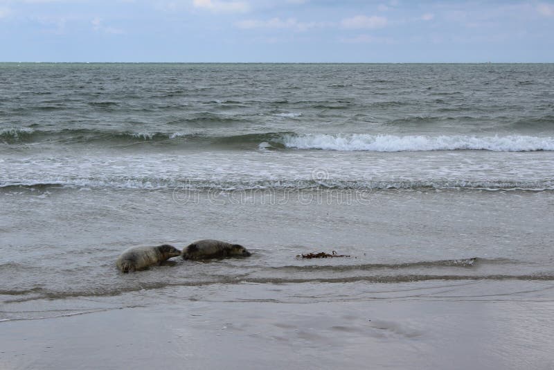 Earless Seals stock image. Image of tidal, colour, phocoidea - 196907469