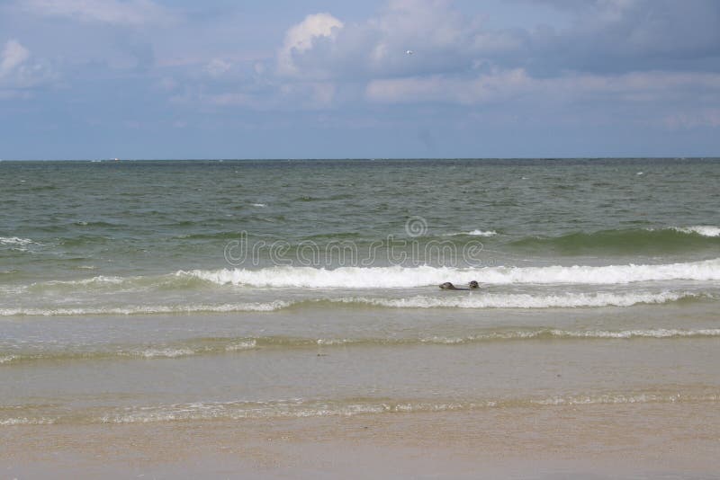 Earless Seals stock photo. Image of flat, animal, pinnipedia - 196907540